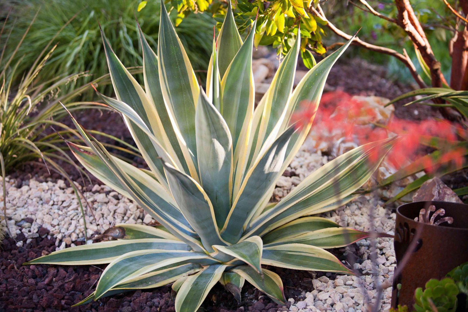 15 Variétés Dagaves Résistantes Au Froid Pour Sublimer Votre Jardin